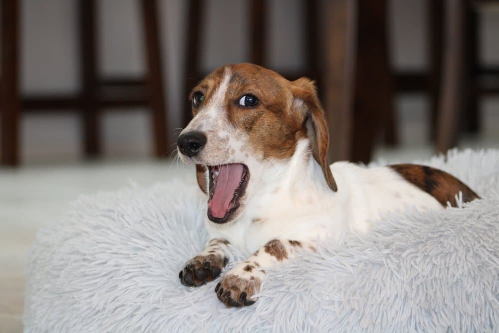 Brindle Piebald Dachshund: Stripes, Spots & Rare Charm