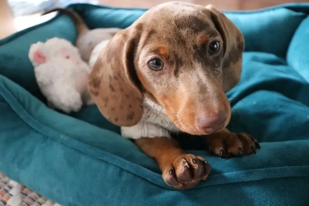 Chocolate Dapple Dachshund Puppies: Full Owner's Guide