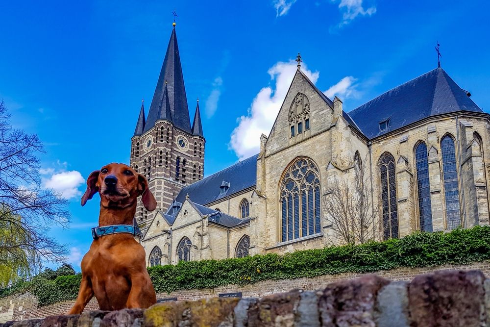 Evolution of Dachshund Breeding: Then vs. Now