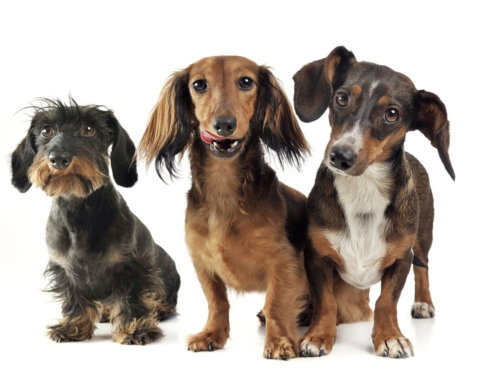 Dachshund Coat Types: What’s the Real Difference?