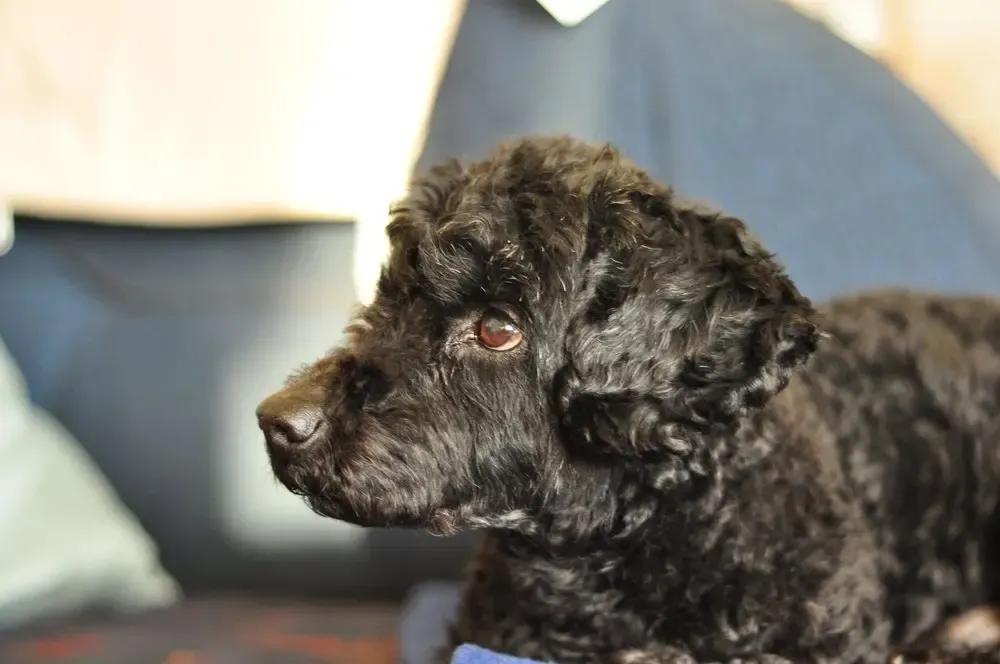 Doxiepoo Personality Traits: Why They’re So Easy to Love