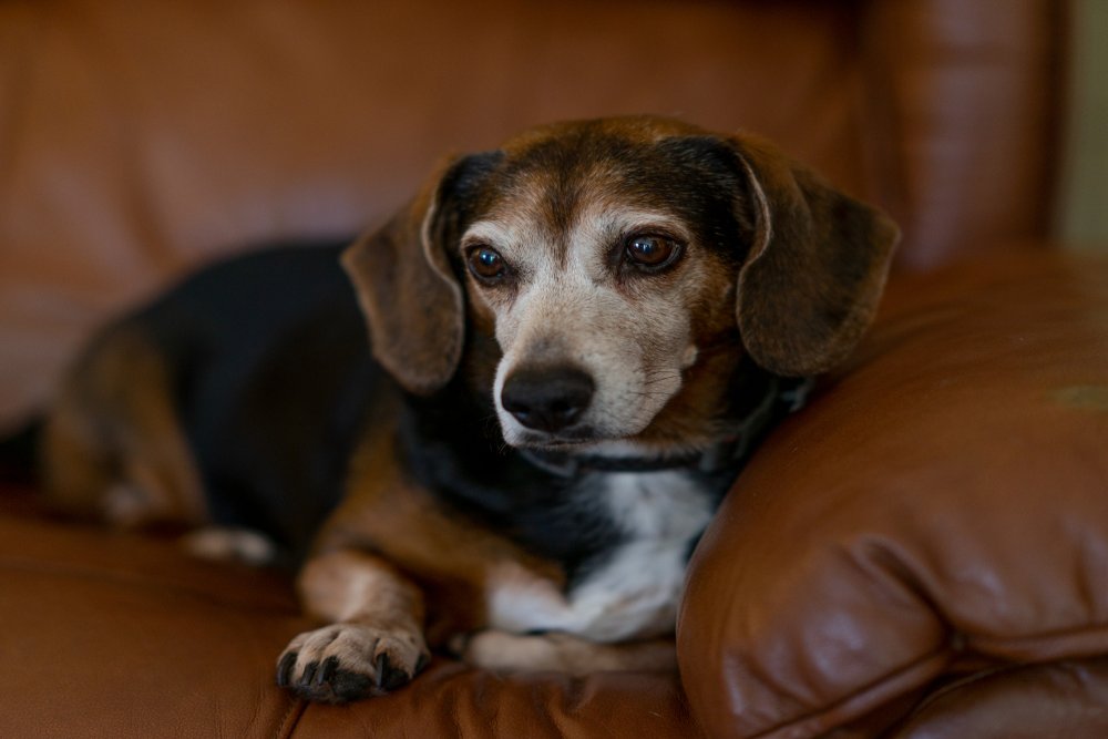 Full Grown Beagle Dachshund Mix: Size & Traits