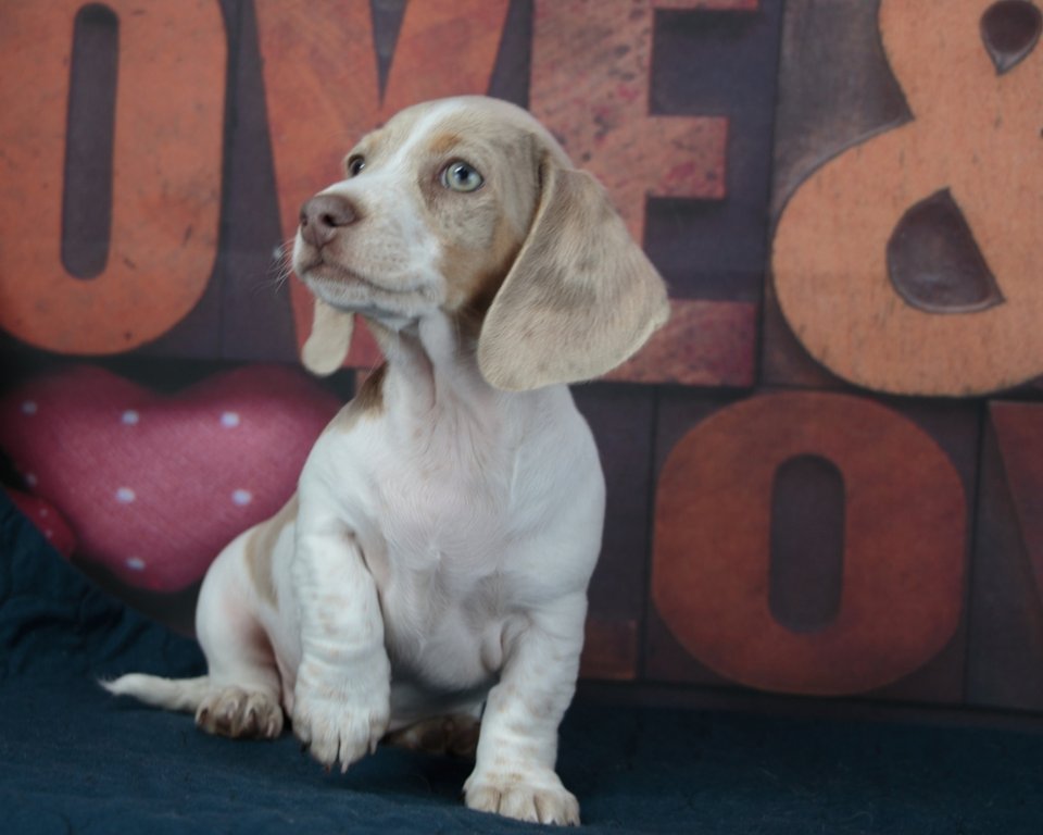 Isabella Dapple Dachshund: Rare Coat, Gentle Nature
