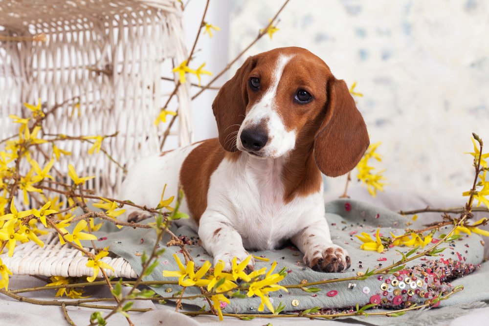 Piebald Dachshund: Complete Guide to the Patterned Pup