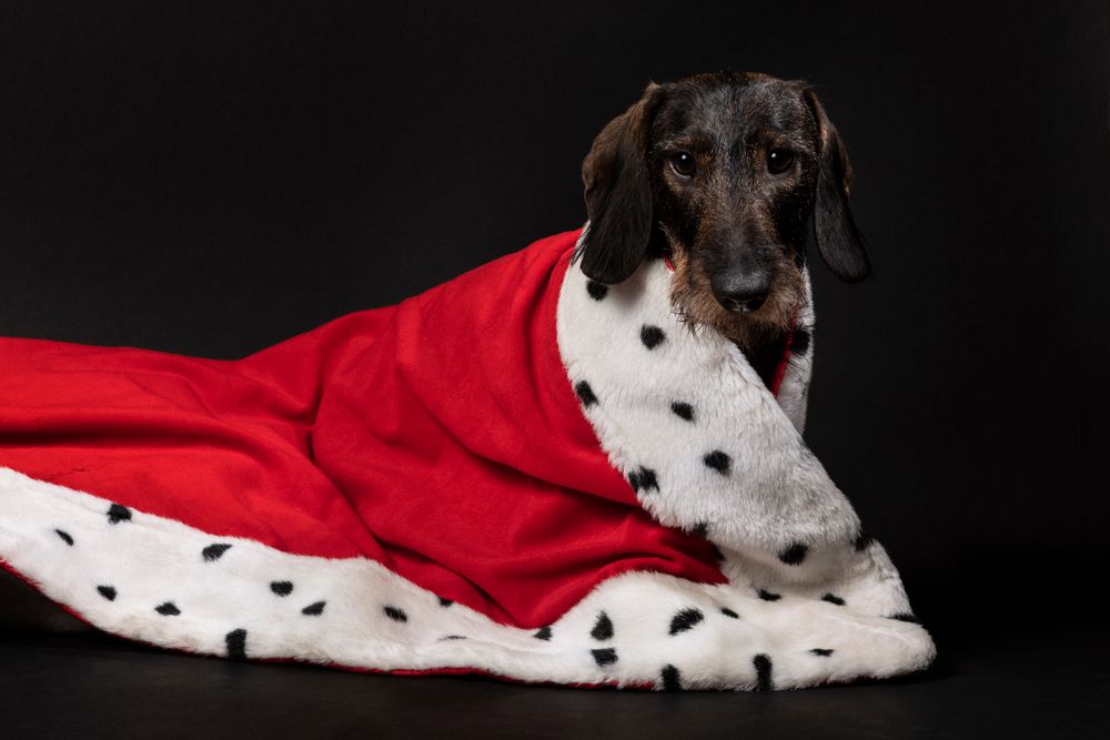 Royal Dachshunds – The Breed Fit for a Crown